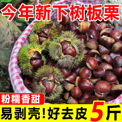 【新下树】正宗新鲜生现摘云南板栗5斤栗子锥去毛球油栗仁蔬罗田