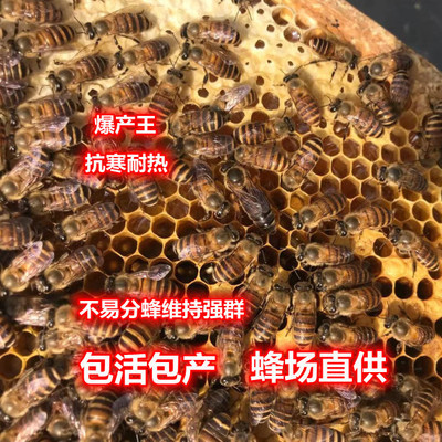 中蜂种王中华蜜蜂王高产爆产王土蜂王红环王天柱王双色阿坝王仓王