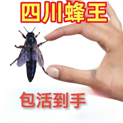 中蜂蜂王优质开产王阿坝王高产蜜蜂蜂王活体产卵王伏牛开产中蜂王