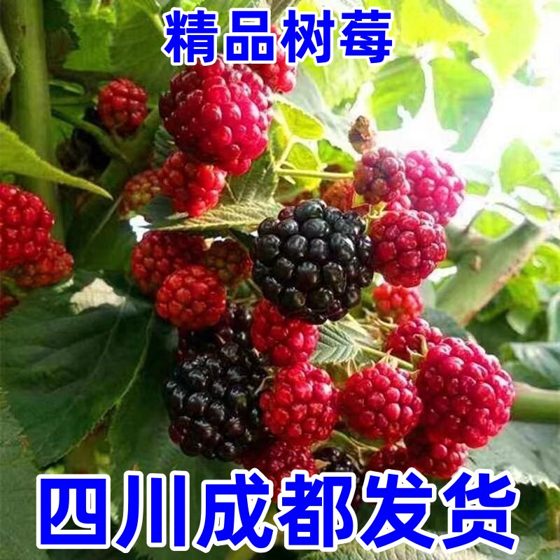 树莓苗双季树莓覆盆子树苗黄红树莓苗盆栽地栽果树苗南方北方种植