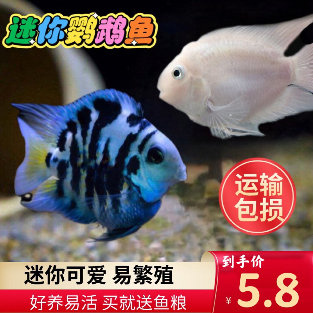 迷你鹦鹉鱼活体鱼小型热带观赏鱼苗宝蓝白金繁殖种鱼小肥羊水族