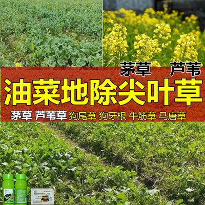 除芦苇除茅草牛筋草狗牙根马唐