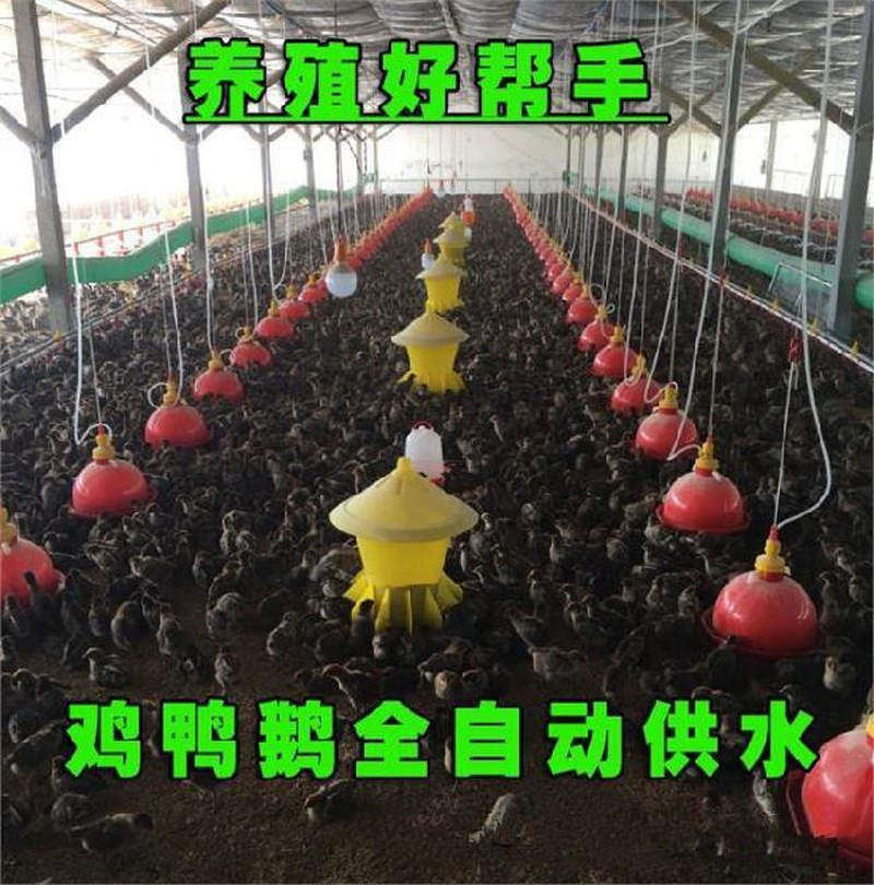 新品养殖场新款自动n饮水桶自动幼雏鸭苗鹅苗喂水器喂水结实给水