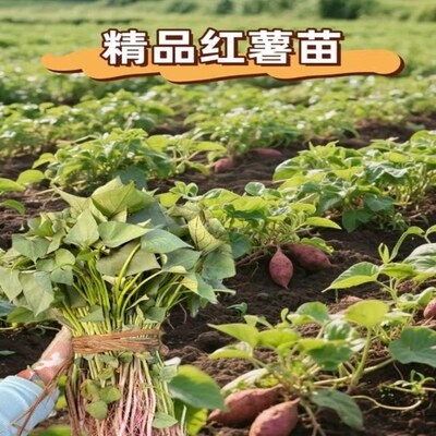 红代薯苗蜜薯地瓜苗烟薯25富硒西瓜红芽大田高剪苗原脱毒紫薯苗种