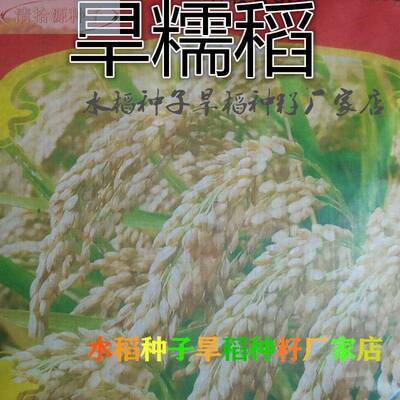 可留种水稻种子旱规稻旱地10号种籽常圆粒糯米稻谷优质珍珠米种子