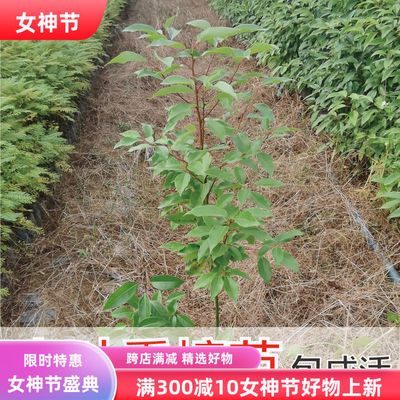 小叶香樟树苗樟树树苗驱蚊虫树苗四季常青庭院种植盆栽地栽绿植苗