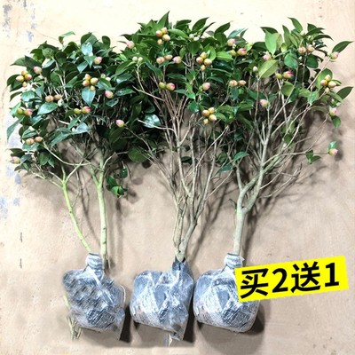 山茶花树苗盆栽带苞香妃五