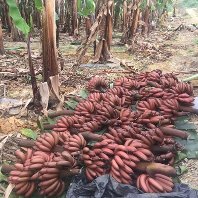 美人蕉、西贡蕉、香蕉、小米蕉