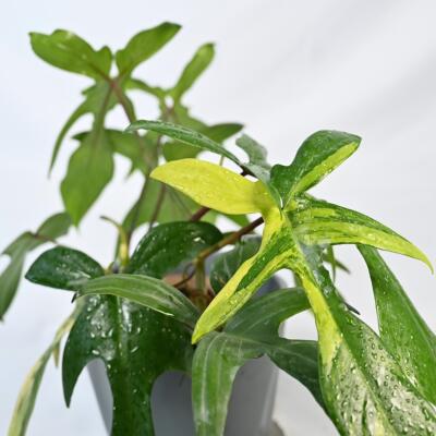 佛罗里达美人锦飞机蔓绿绒锦化热植盆栽净化空气吸收甲醛粗生好养
