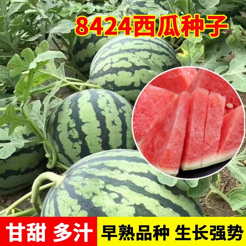 【新种】冰糖早佳8424麒麟西瓜种子懒汉高产薄皮早熟无籽西瓜种子