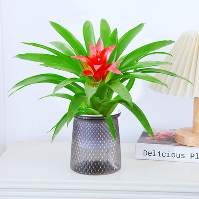 鸿运当头小盆栽绿植花卉室内