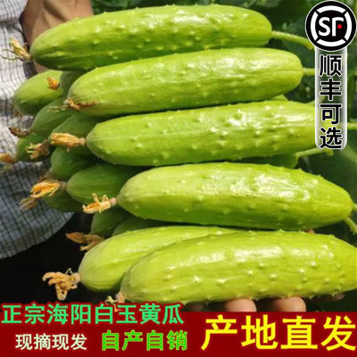 海阳白玉黄瓜5斤新鲜正宗