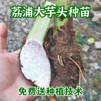 【荔浦香芋种苗】可直接种植包活