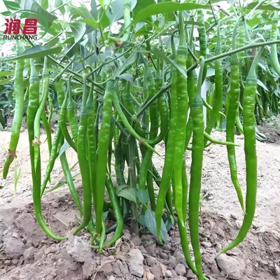 高产线椒秧苗蔬菜苗二荆条辣椒苗