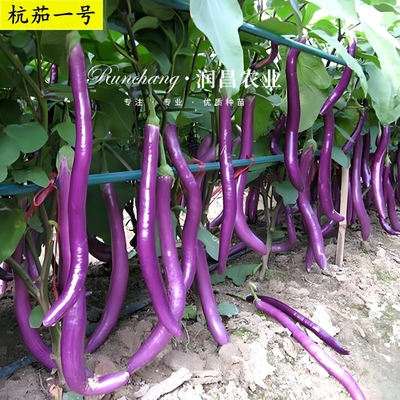 茄子苗杭茄一号苗紫红长茄蔬菜苗
