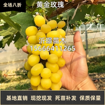 新品种嫁接耐寒黄金玫瑰葡萄树苗盆栽地栽南北方种植当年结果树苗