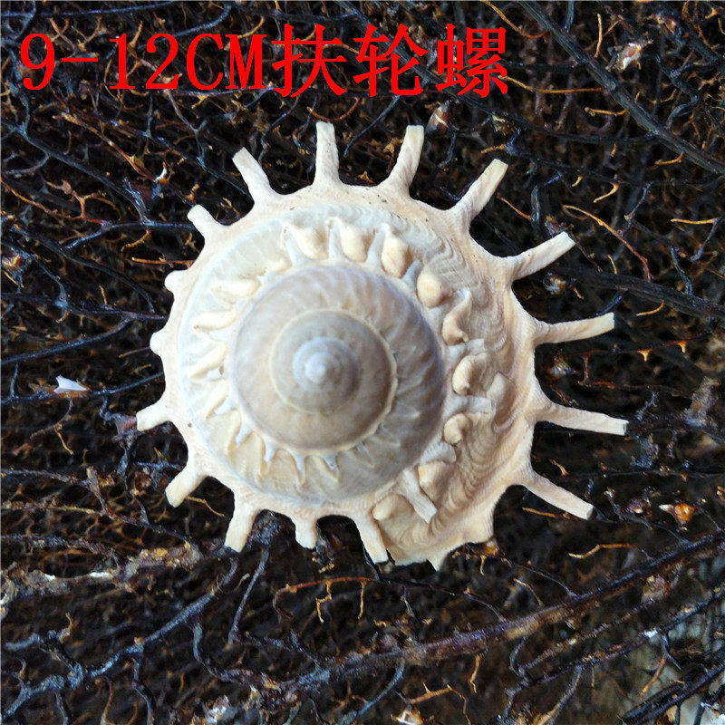天然海螺贝壳家居装饰收藏标本螺 拍摄造景 9-12厘米左右扶轮螺