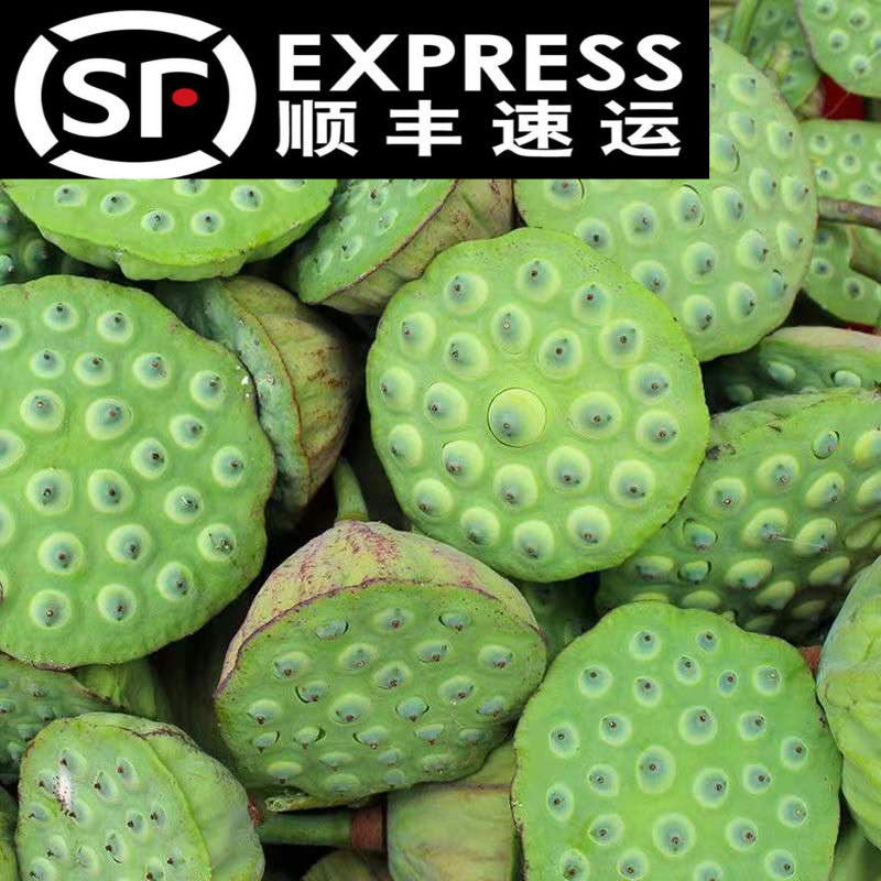 顺丰包邮新鲜莲蓬生吃莲子莲蓬子嫩莲蓬水果莲蓬藕莲蓬带壳莲子米