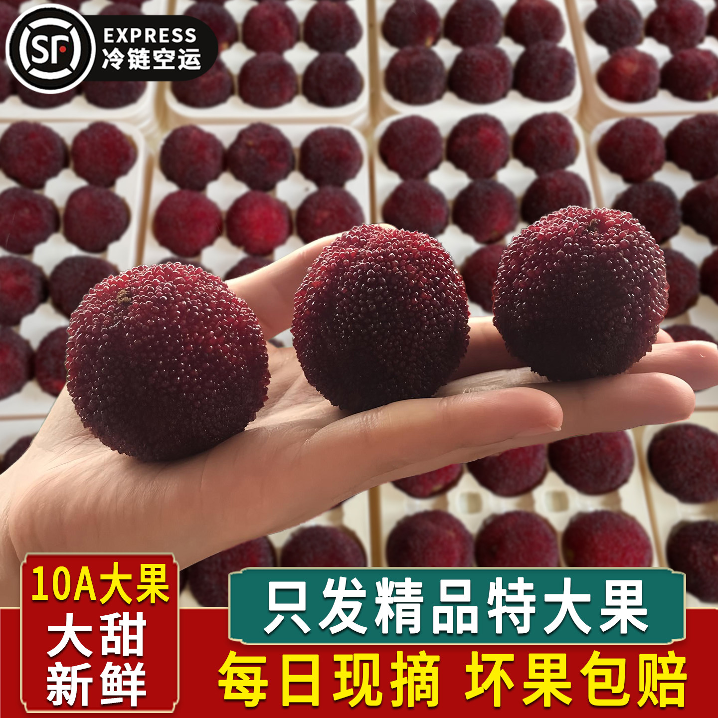 乒乓特大果 正宗仙居杨梅新鲜东魁杨梅鲜果孕妇水果96颗现摘现发