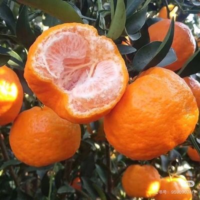新鲜黄华白桔当季现摘蜜桔皮薄肉嫩爆汁黄华白橘甜酸可口永善白桔
