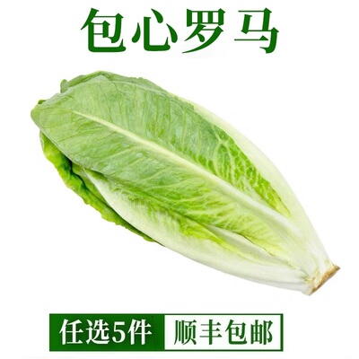 新鲜包罗生菜包心罗纹包心罗马蔬菜沙拉生菜500g即食绿色西餐沙拉