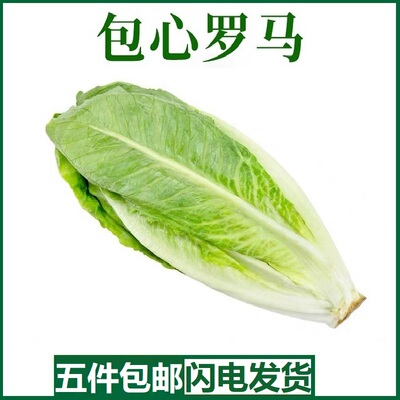 新鲜包罗生菜包心罗纹包心罗马蔬菜沙拉生菜500g即食绿色西餐沙拉