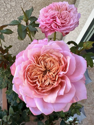 【雅】切花复色抗性高直立品种盆栽地栽