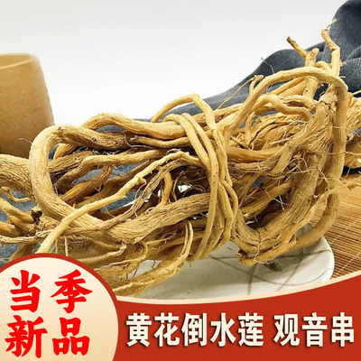 黄花倒水莲根中药材泡酒煲汤