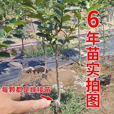 磨盘火晶柿子树苗脆甜柿子苗嫁接