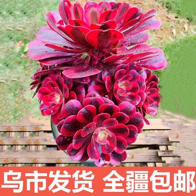 特价清仓法师多肉美杜莎粉女巫倾城维纳斯烟花缀化铜壶老苗盆栽