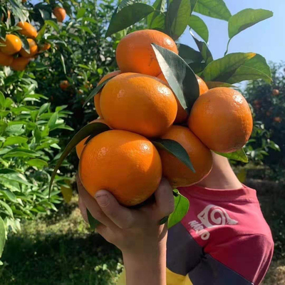 云南昆明正宗嫁接沃柑树苗无核沃柑橘子苗盆栽地栽结果苗桔子树苗