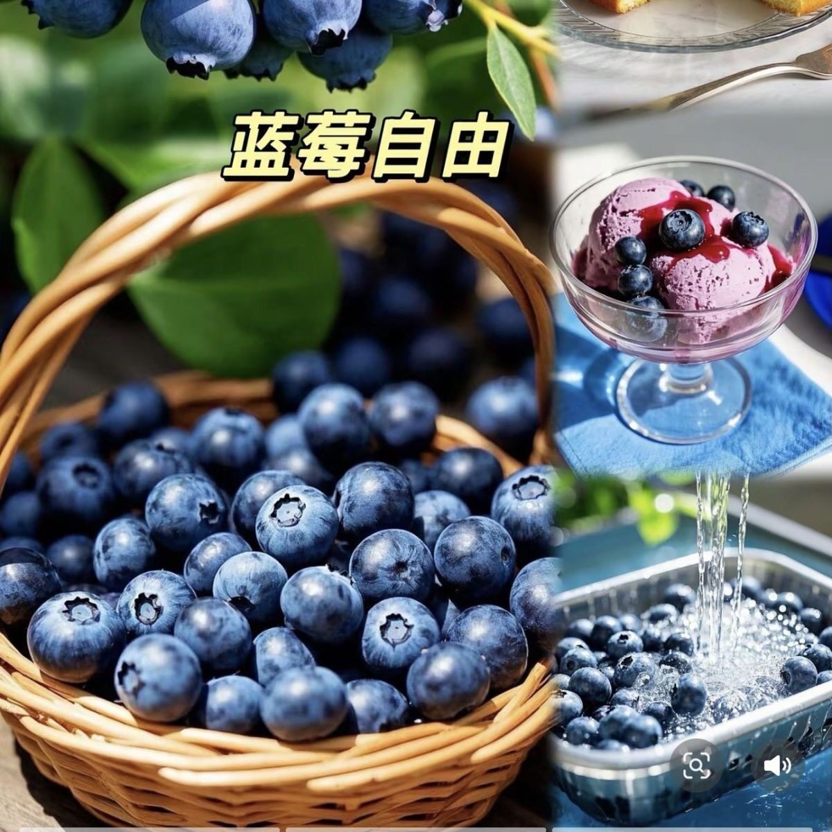 【云南蓝莓苗】大果蓝莓不带果阳台盆栽庭院地栽南北方种植