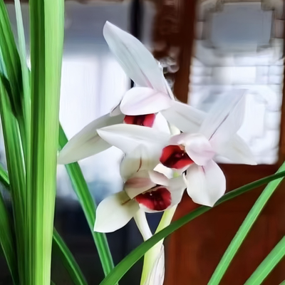 浓香型花苞名贵永昌内外品种兰花