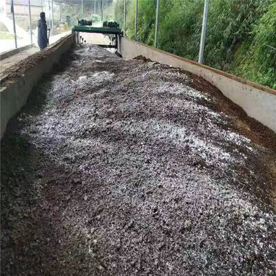 基地使用有机鸭粪肥三角梅盆苗