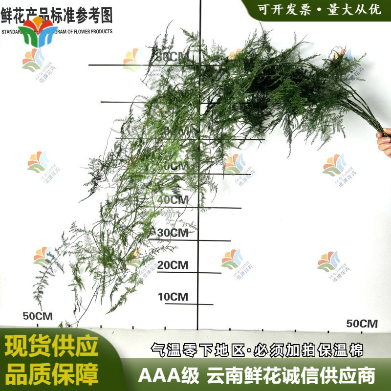 文竹鲜切枝条新鲜中式花材森系婚庆婚礼叶材鲜花水养插花绿植软装