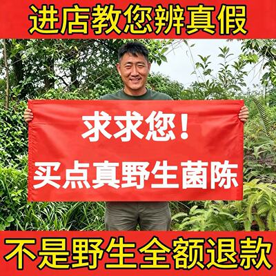 野生茵陈三月茵陈草药白蒿棉泡茶