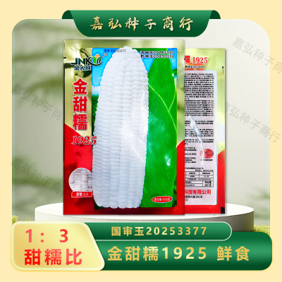 金甜糯1925高产抗病玉米种子