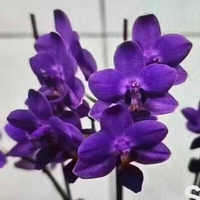 蝴蝶兰 SHE177蓝色妖姬 2.5寸杯带花剑