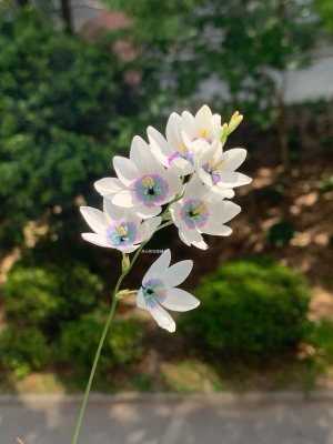 蓝冰谷鸢尾盆栽 球根花卉谷鸢尾多年生 耐寒耐热庭院阳台花园