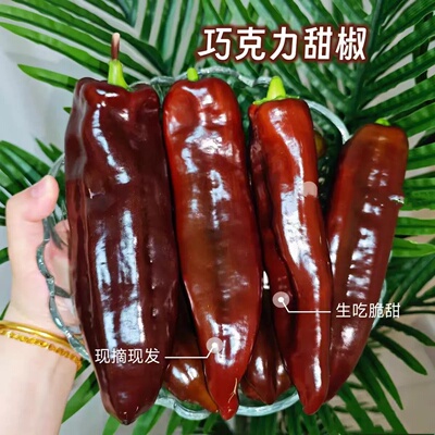 巧克力水果长彩椒顺丰包邮