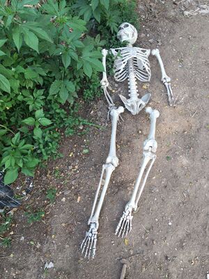 极速恐怖骷髅骨头鬼屋密室场地布置E塑料道具 厂家直销万圣节骷髅