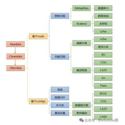 宏基因组数据分析/物种注释/组装拼接/基因预测/binning分箱/MAGs