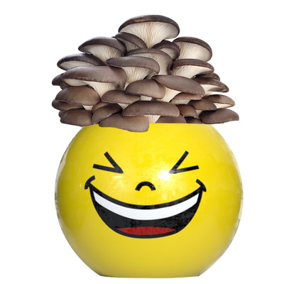 在家种蘑菇喷水就长好吃有趣