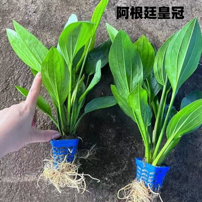 APC阿根延皇冠水草阴性真草鱼缸造景水培挺水植物净化水质