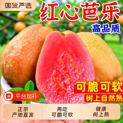 芭乐软糯大果包邮|超7000次加购