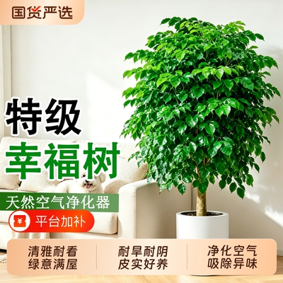 单杆幸福树室内好养大型盆栽