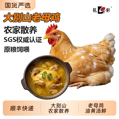 皖南大别山农家散养2年老母鸡