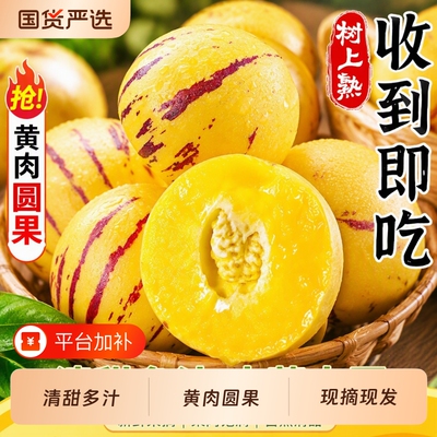 【24h速发】石林人参果~黄肉圆果