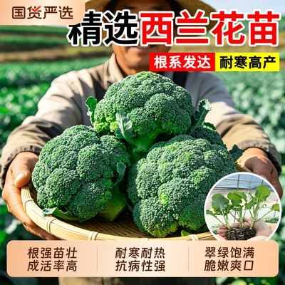 西兰花苗高产耐寒蔬菜苗