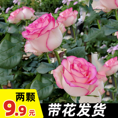 速发玫瑰花苗盆花月季特大栽浓香带花苞台庭院灌木花卉开季四花